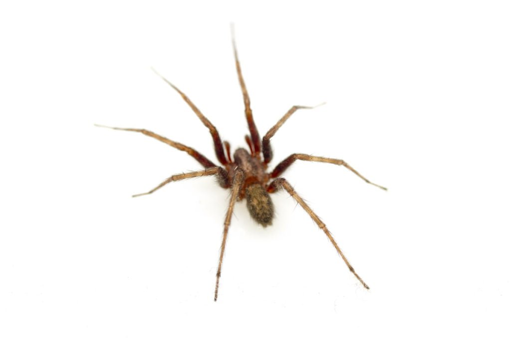 Tout savoir sur les araignées