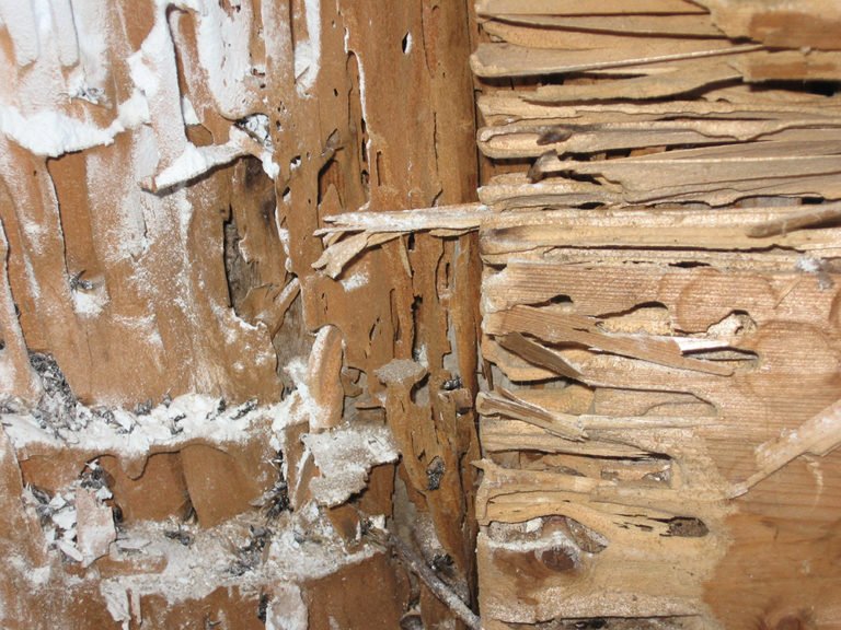 Tout savoir sur les fourmis charpentières