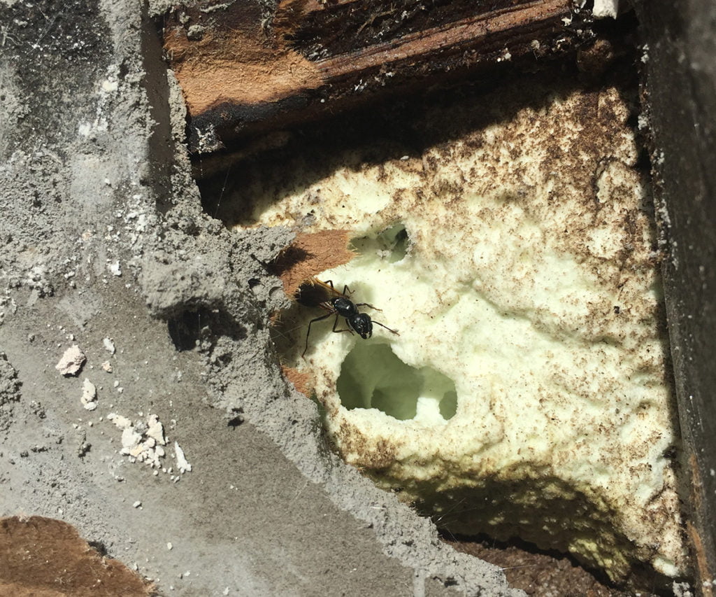 Tout savoir sur les fourmis charpentières